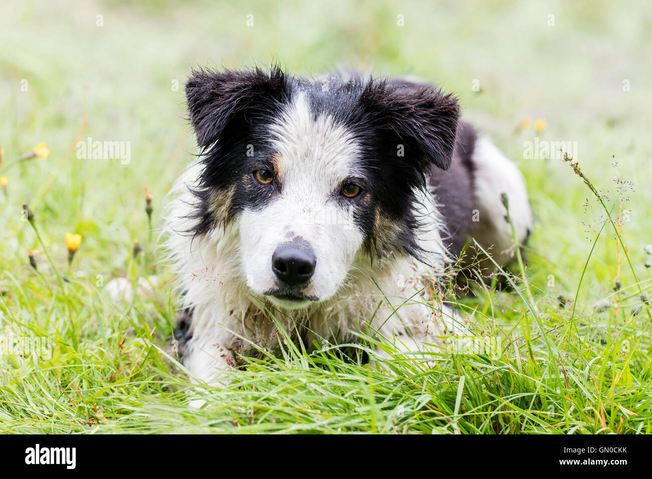 Playful Border collie lying in the wet grass Stock Photo - Alamy