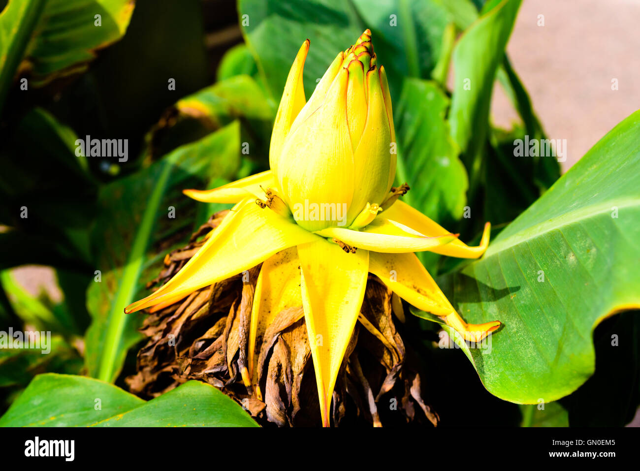 Chinese Yellow Banana Tree