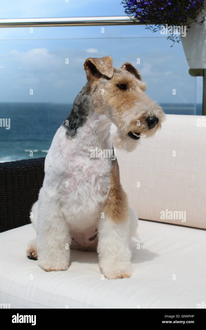 Fox terrier hi-res stock photography and images - Alamy