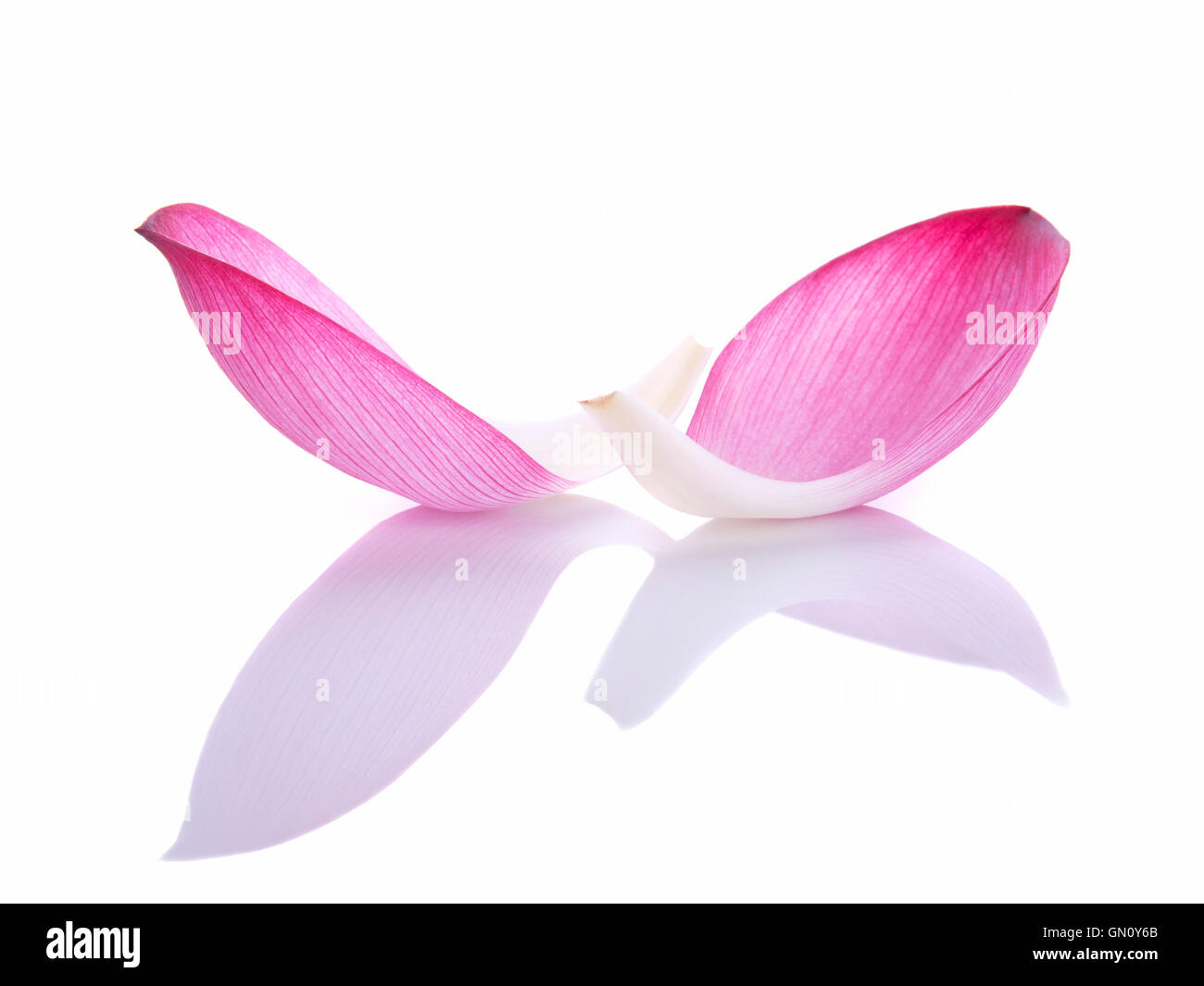 Closeup on lotus petal on white background Stock Photo - Alamy