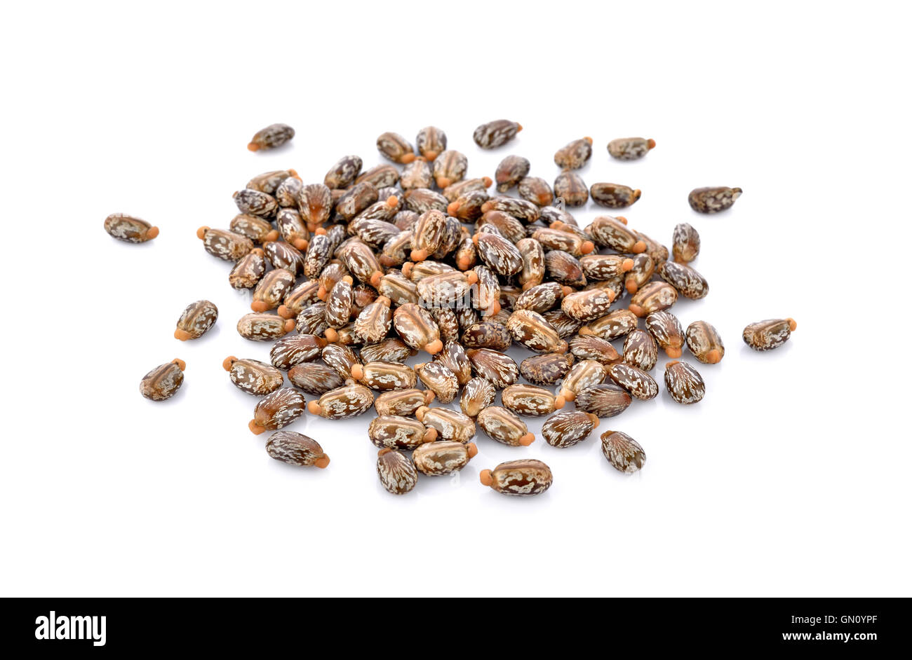 Castor seeds on white background Stock Photo - Alamy