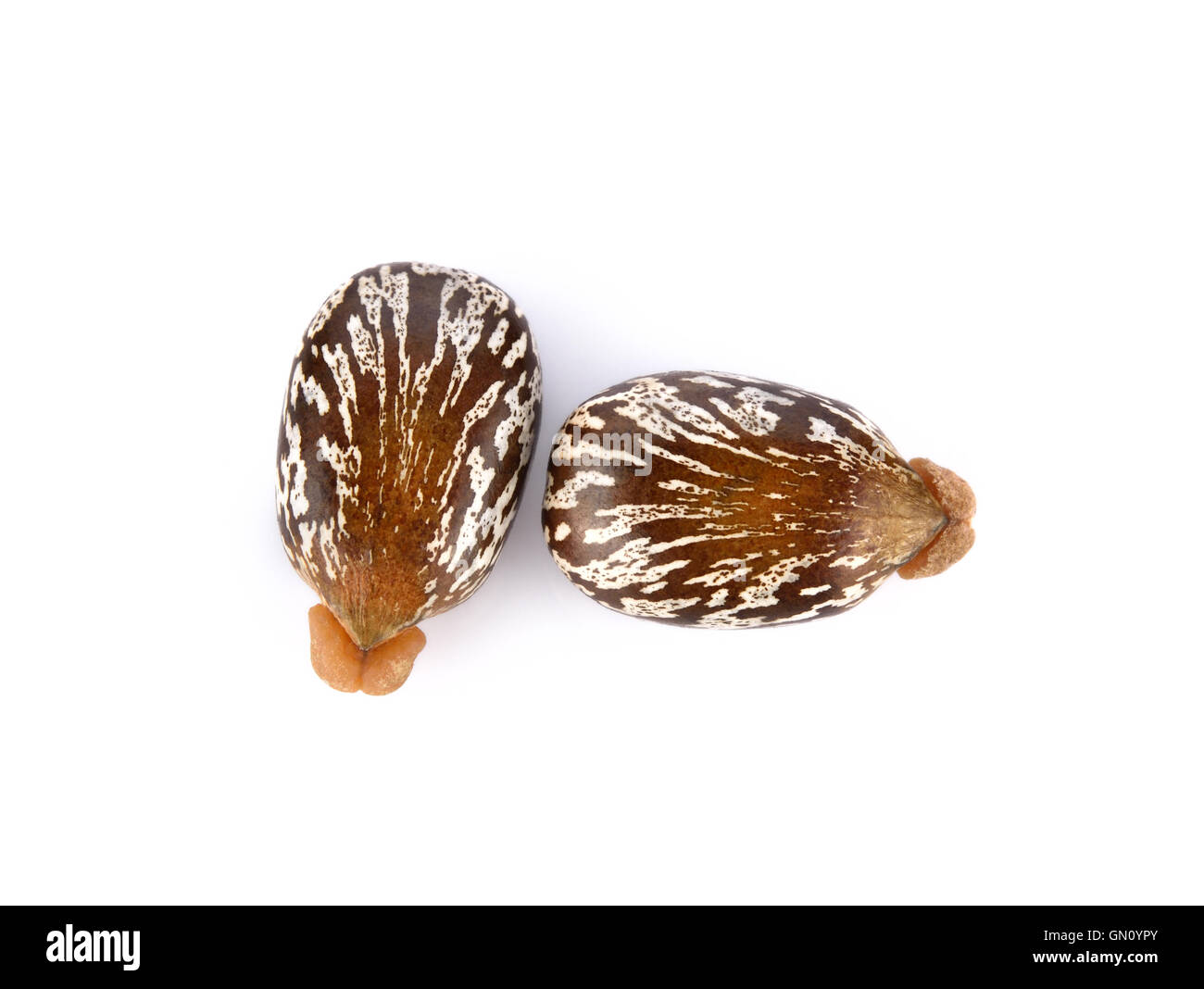 Castor seed hi-res stock photography and images - Alamy