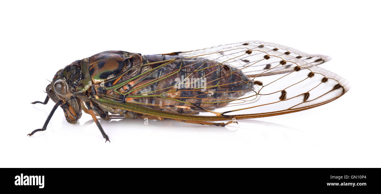 Cicada side view Cut Out Stock Images & Pictures - Alamy