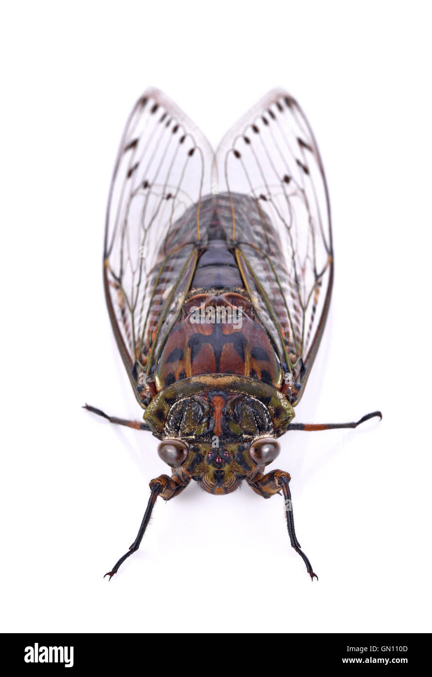 cicada insect isolated on white background Stock Photo - Alamy