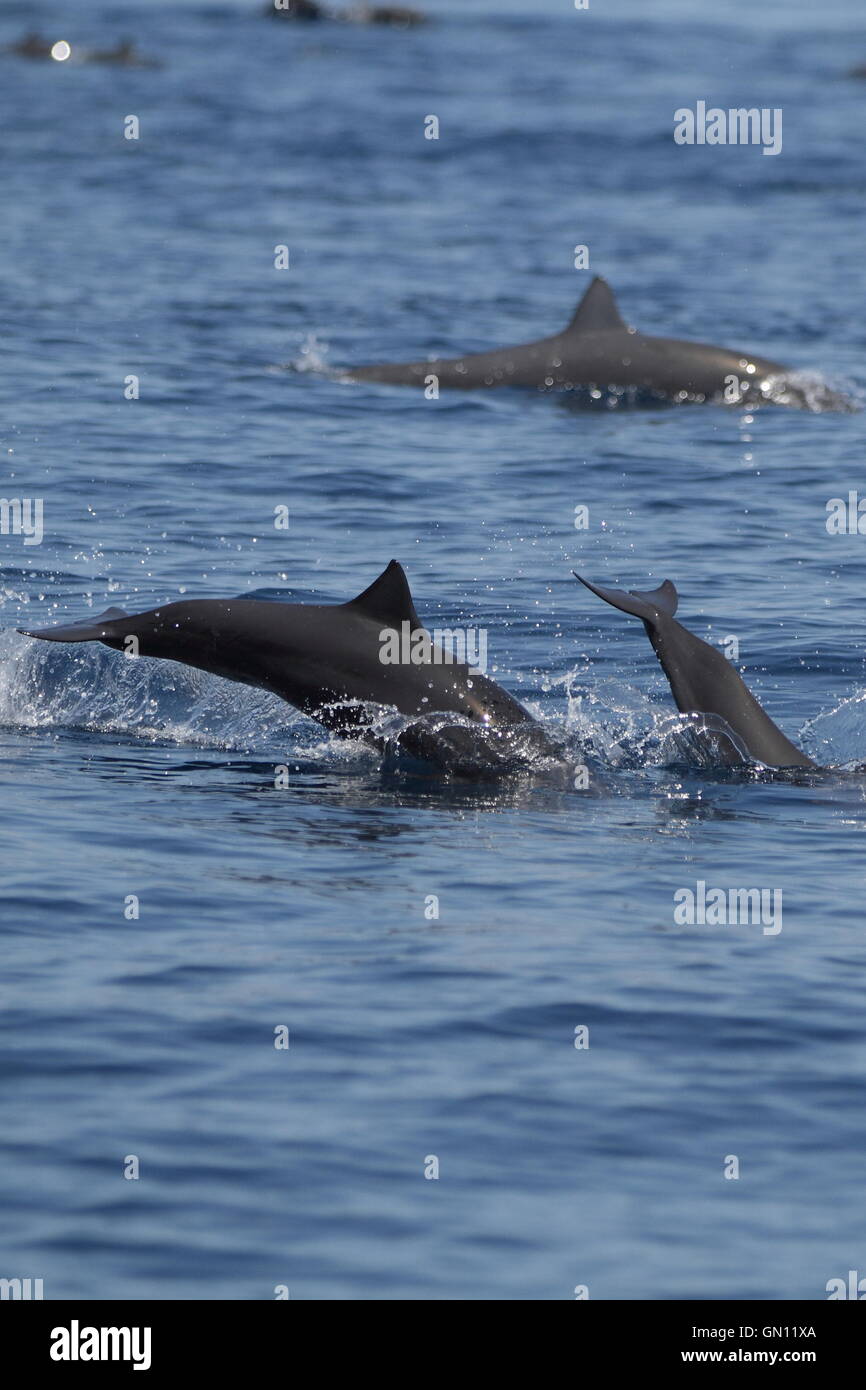 Spinner dolphin jumping hi-res stock photography and images - Alamy