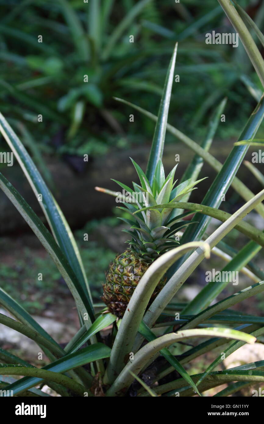 A picture of a pineapple plant with a young pineapple growing on it ...