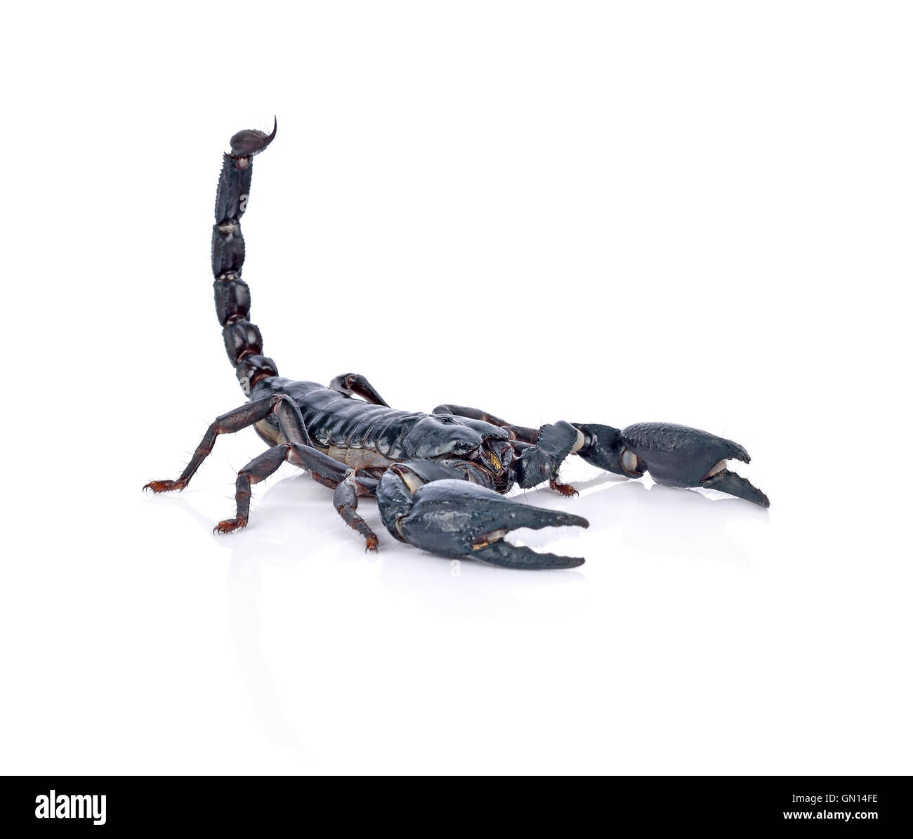 Scorpion tail hi-res stock photography and images - Alamy