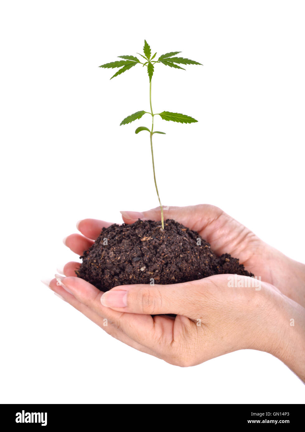 Marijuana hand Cut Out Stock Images & Pictures - Alamy