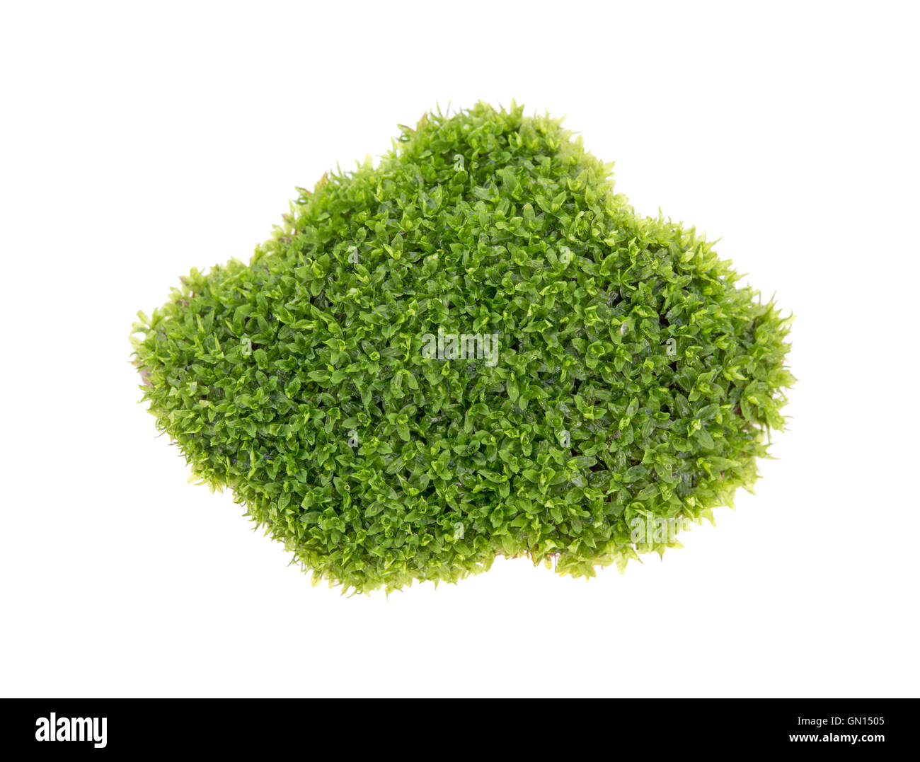Moss green hi-res stock photography and images - Alamy