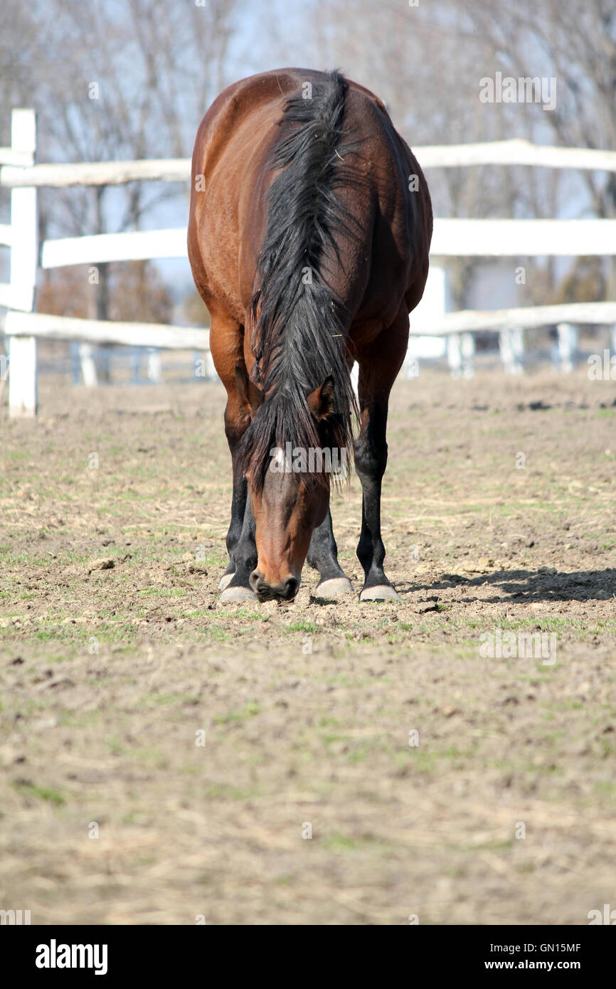 horse in corral ranch scene Stock Photo - Alamy