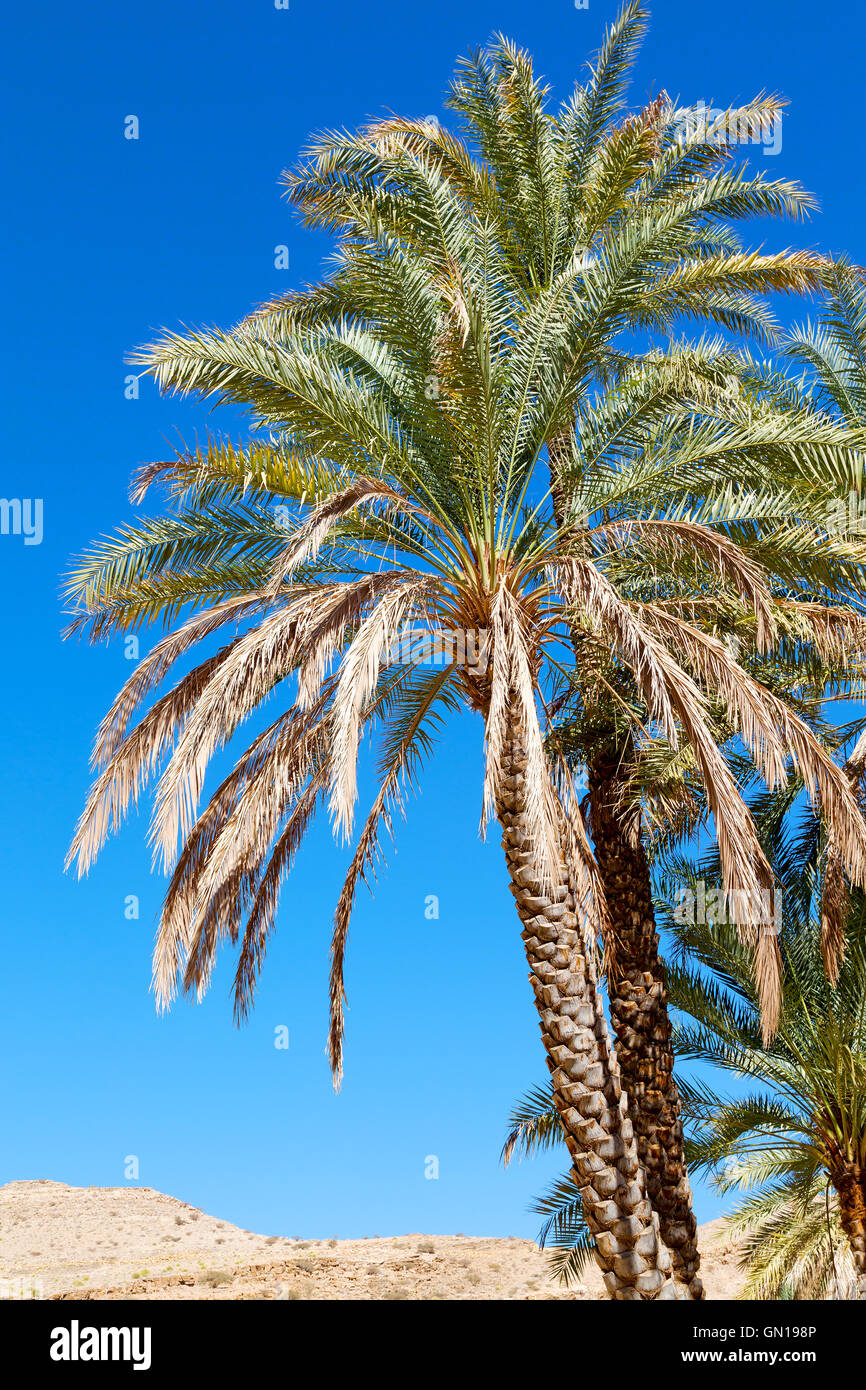 and the clear sky in oman the palm Stock Photo - Alamy