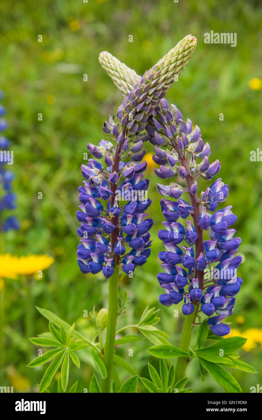 Blue Lupin [Lupinus Polyphyllus] Stock Photo - Alamy