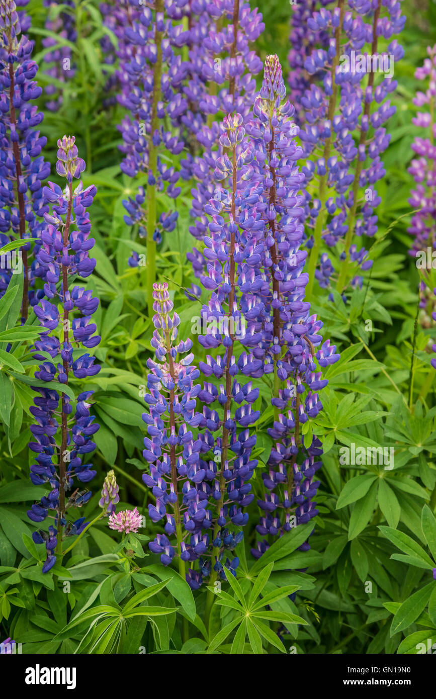 Blue Lupin [Lupinus Polyphyllus] Stock Photo - Alamy