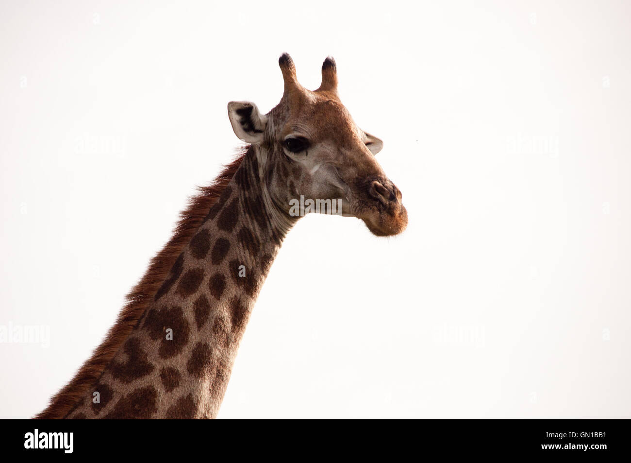Stare vacantly hi-res stock photography and images - Alamy