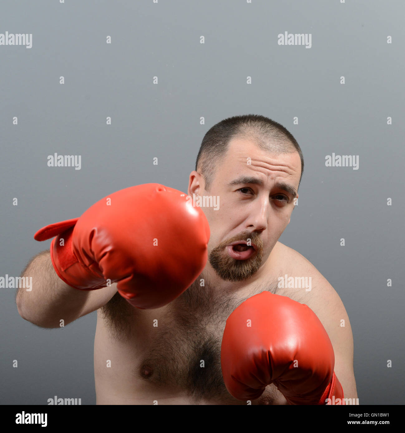 Portrait of funny fat boxer against gray background Stock Photo - Alamy