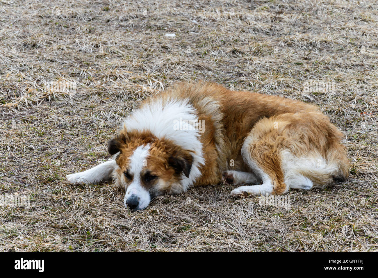 Balkan dog hi-res stock photography and images - Alamy