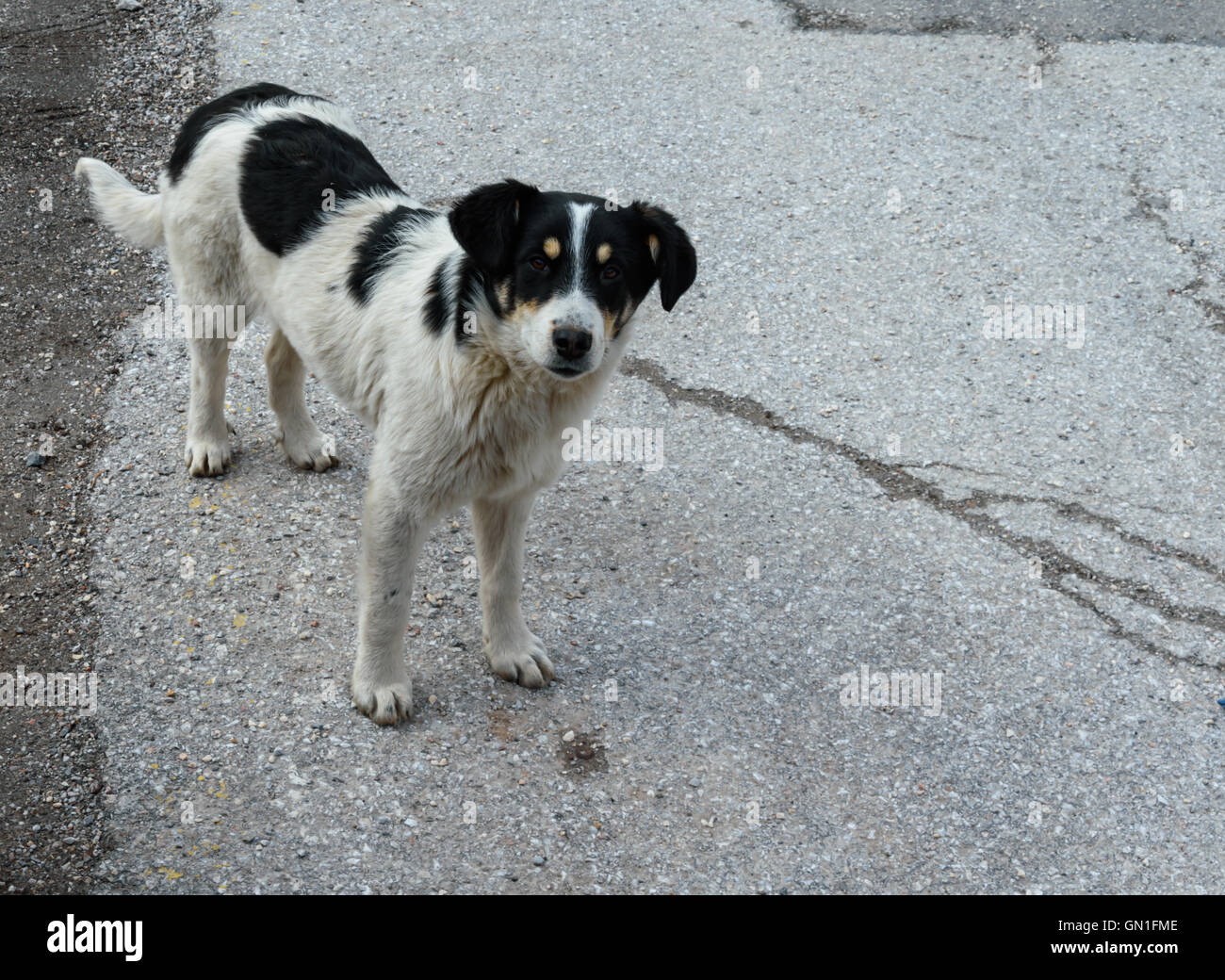 Balkan dog hi-res stock photography and images - Alamy