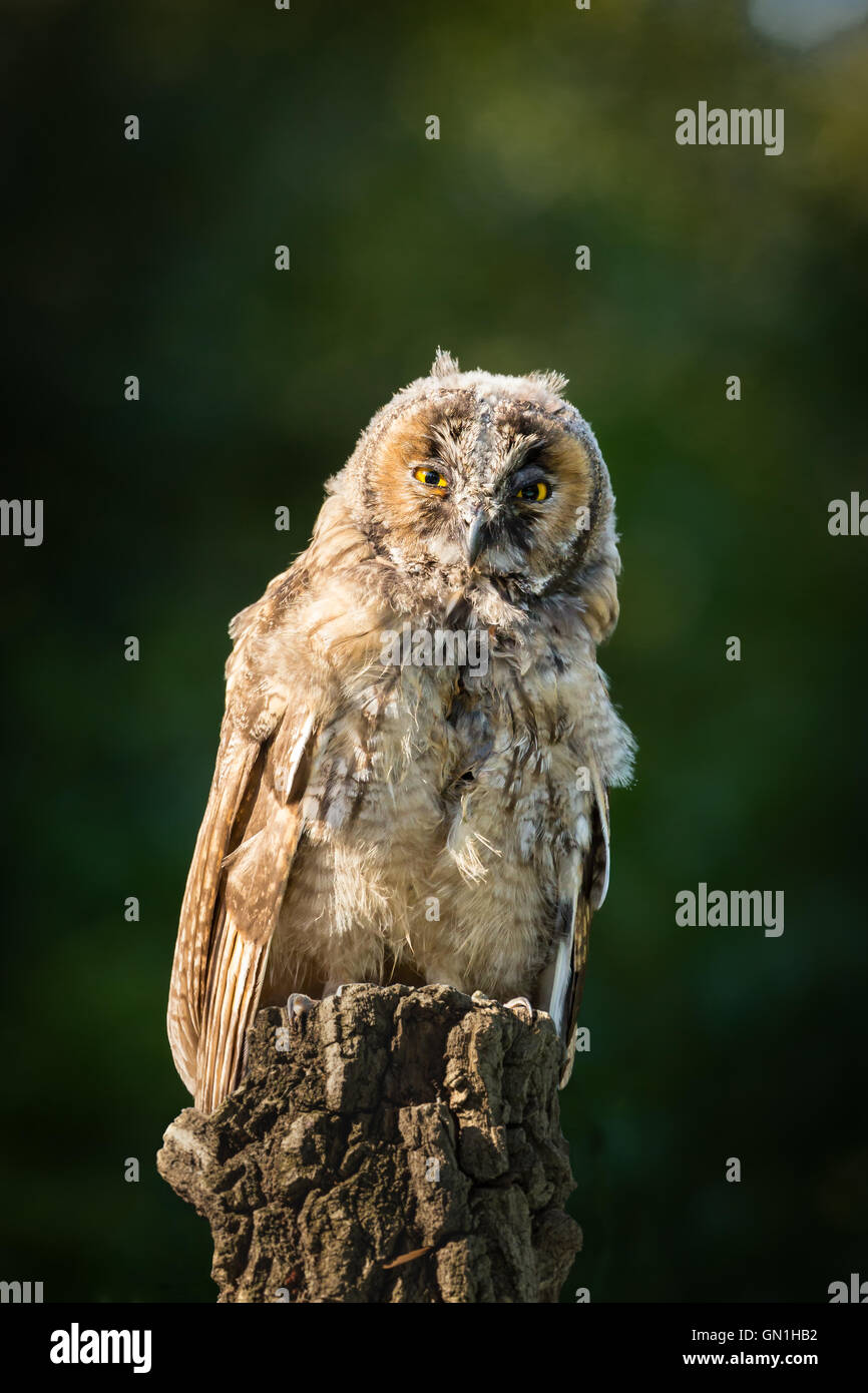 Young Scops owl in the Balagne region of Corsica sitting on top of an ...