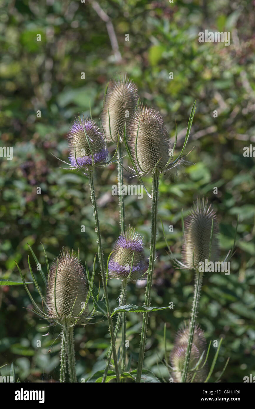 Teasel - Dipsacus fullonum - spikey flower heads seen against sky-lit ...