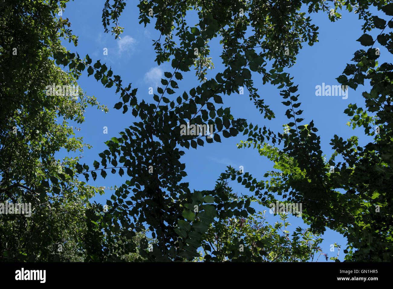 Young branches of an Elm / Ulmus tree species in centre of image, set ...