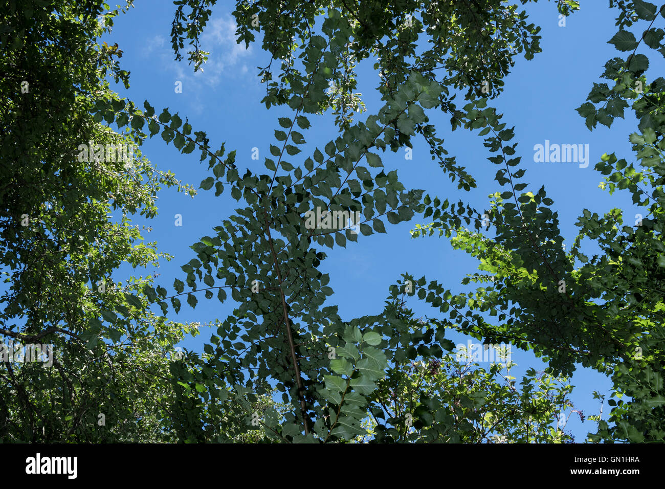 Young branches of an Elm / Ulmus tree species in centre of image, set ...