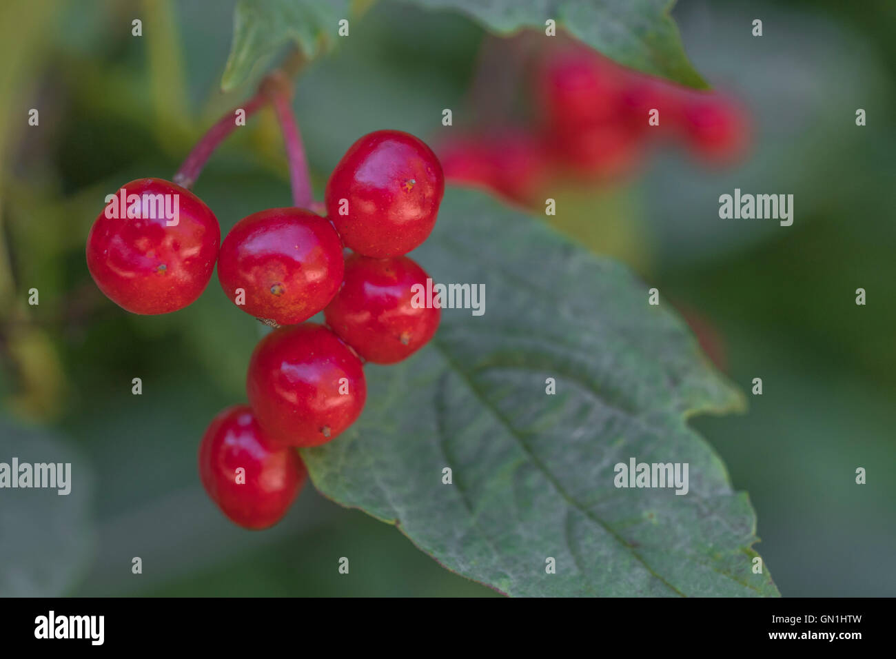 Red autumn berries of the shrub Guelder Rose / Viburnum opulus which ...