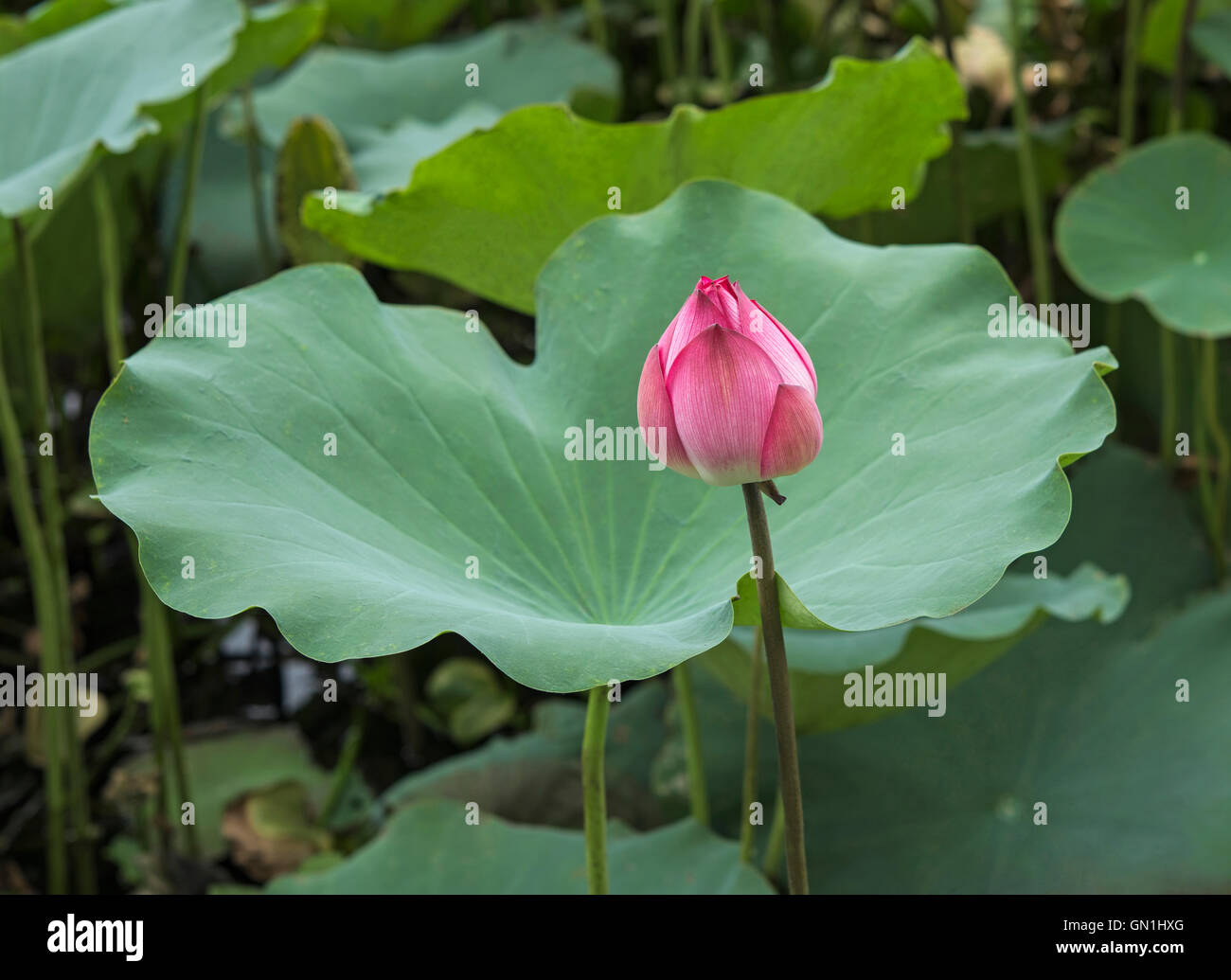 Pink lotus in swamp nature hi-res stock photography and images - Alamy