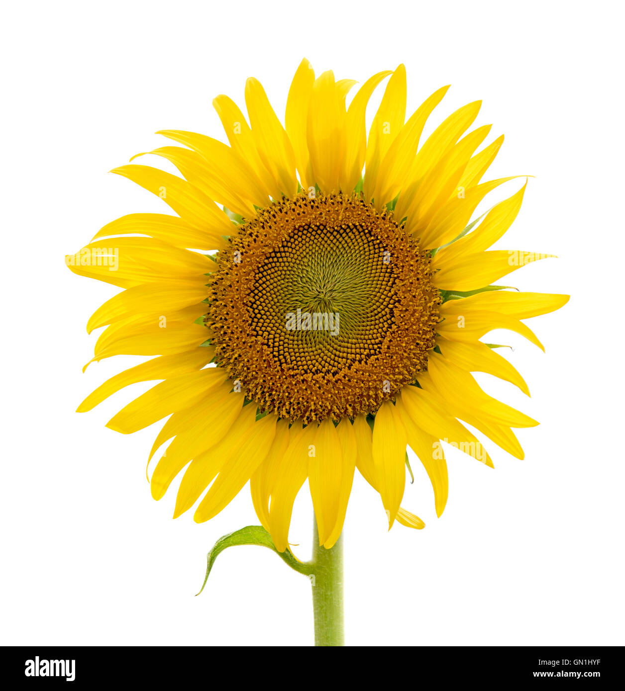 Sunflower isolated on white background Stock Photo - Alamy