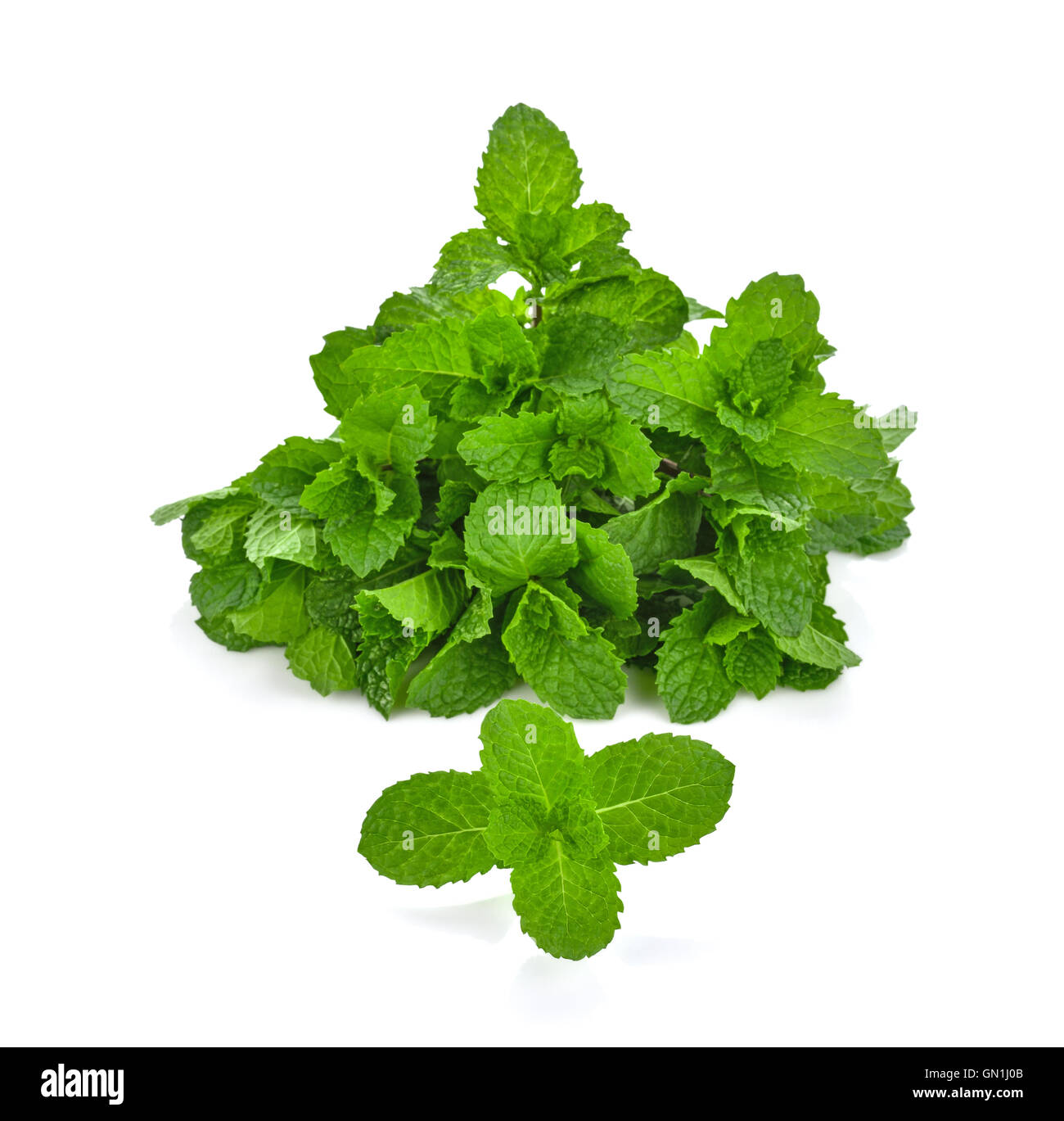 Peppermint illustration hi-res stock photography and images - Alamy