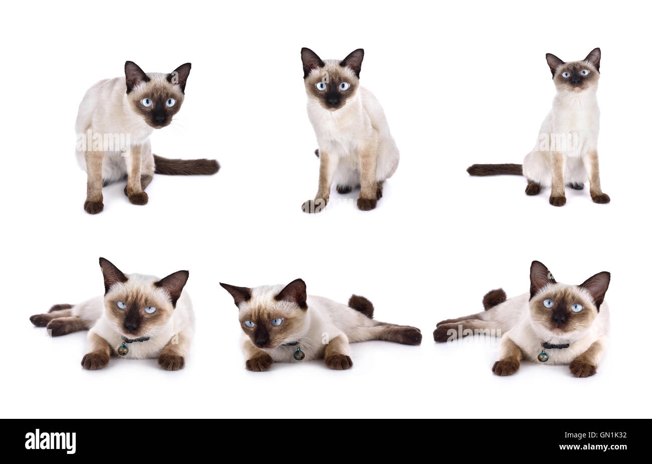 set of thai cat is a traditional or old-style siamese cat Stock Photo ...
