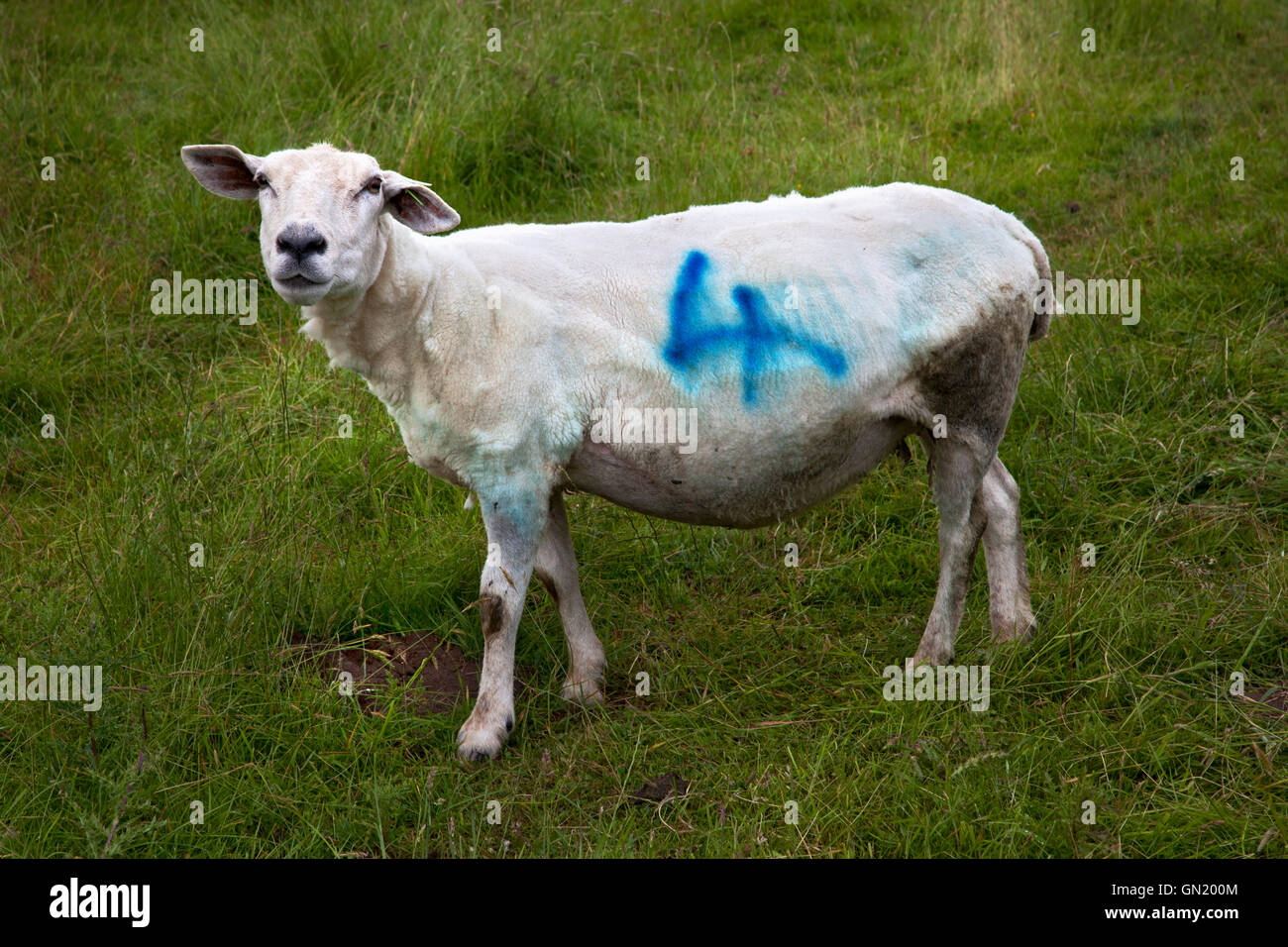 Norfolk lamb sheep hi-res stock photography and images - Alamy