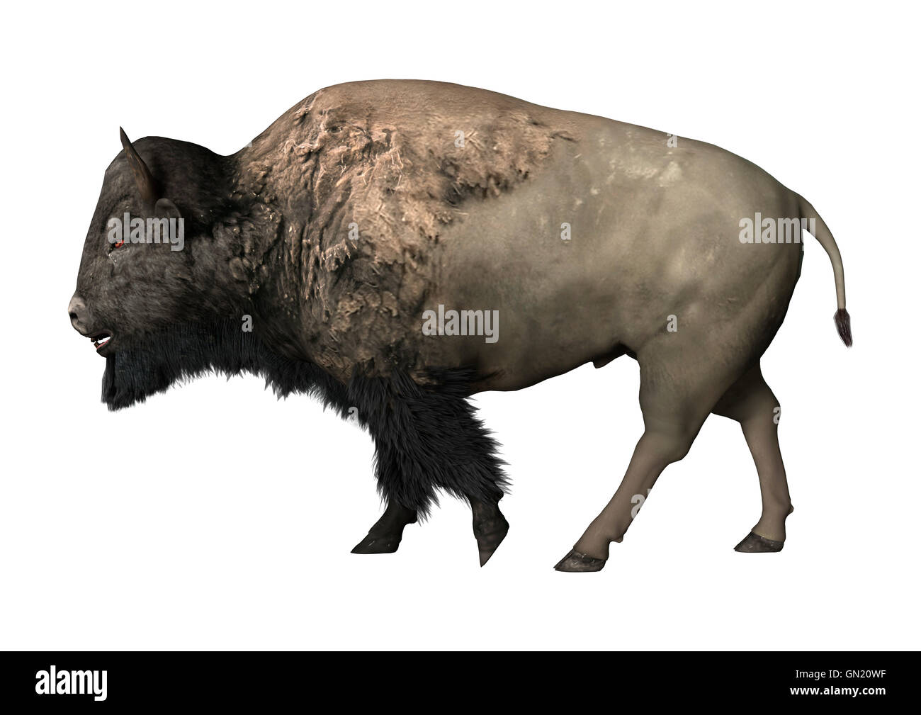3D rendering of a bison isolated on white background Stock Photo - Alamy
