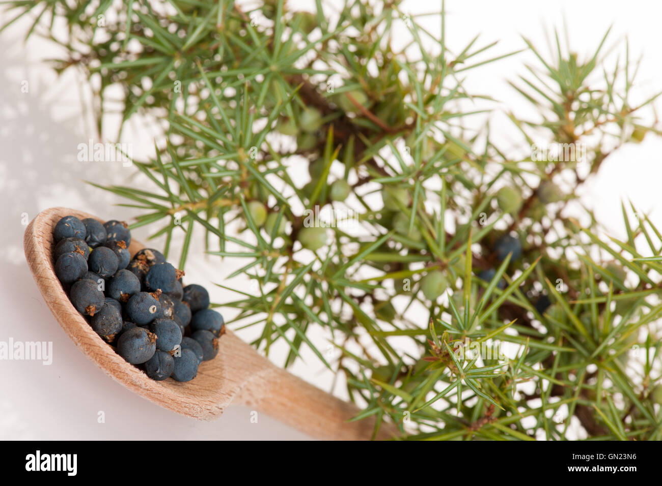 Branch of conifers junipers and wooden spoon ful of blue berries on ...