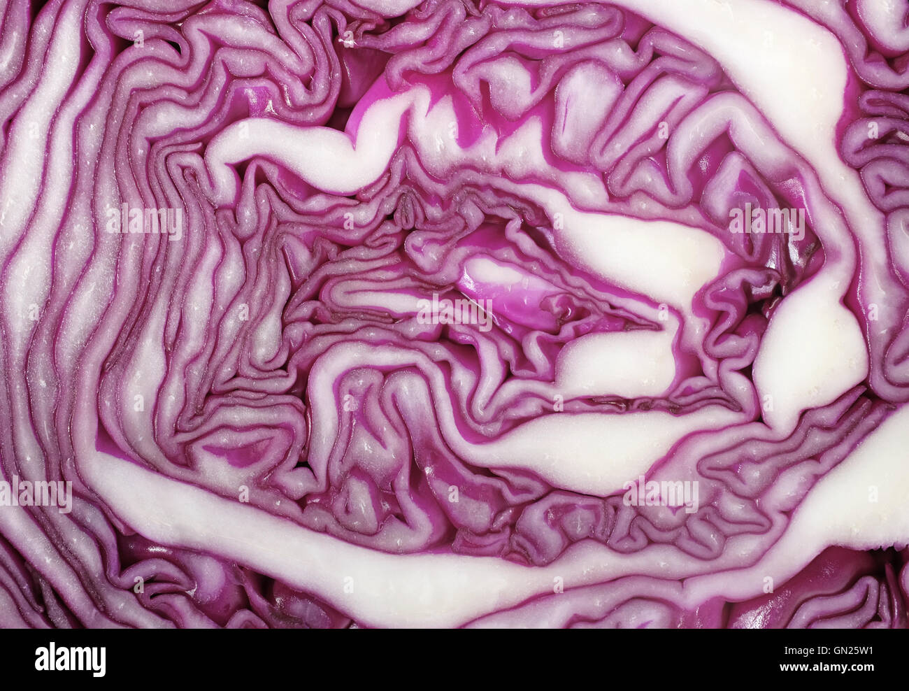 Cross section of red cabbage as intricate abstract background pattern ...