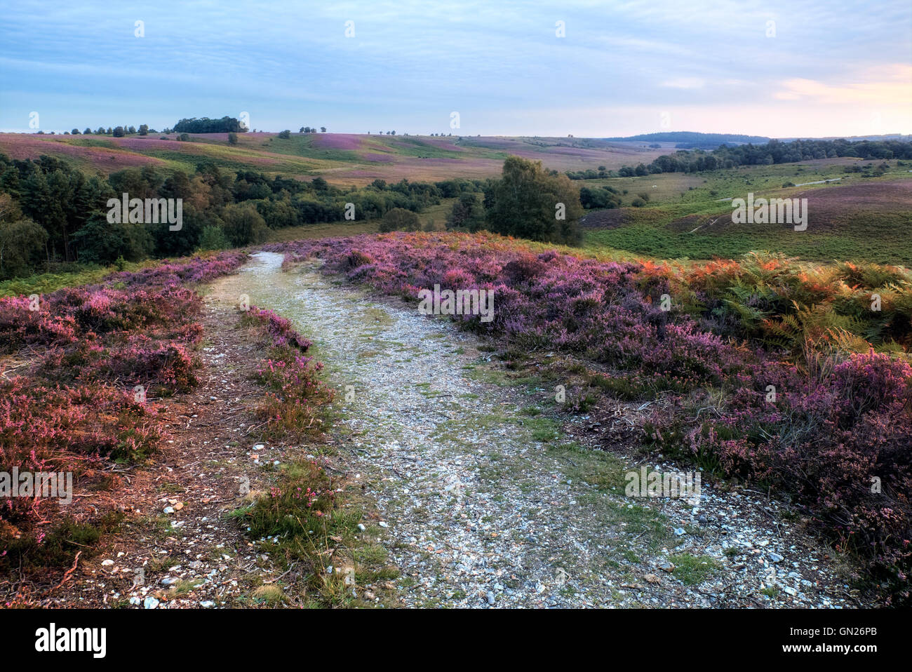 Linwood new forest hi-res stock photography and images - Alamy