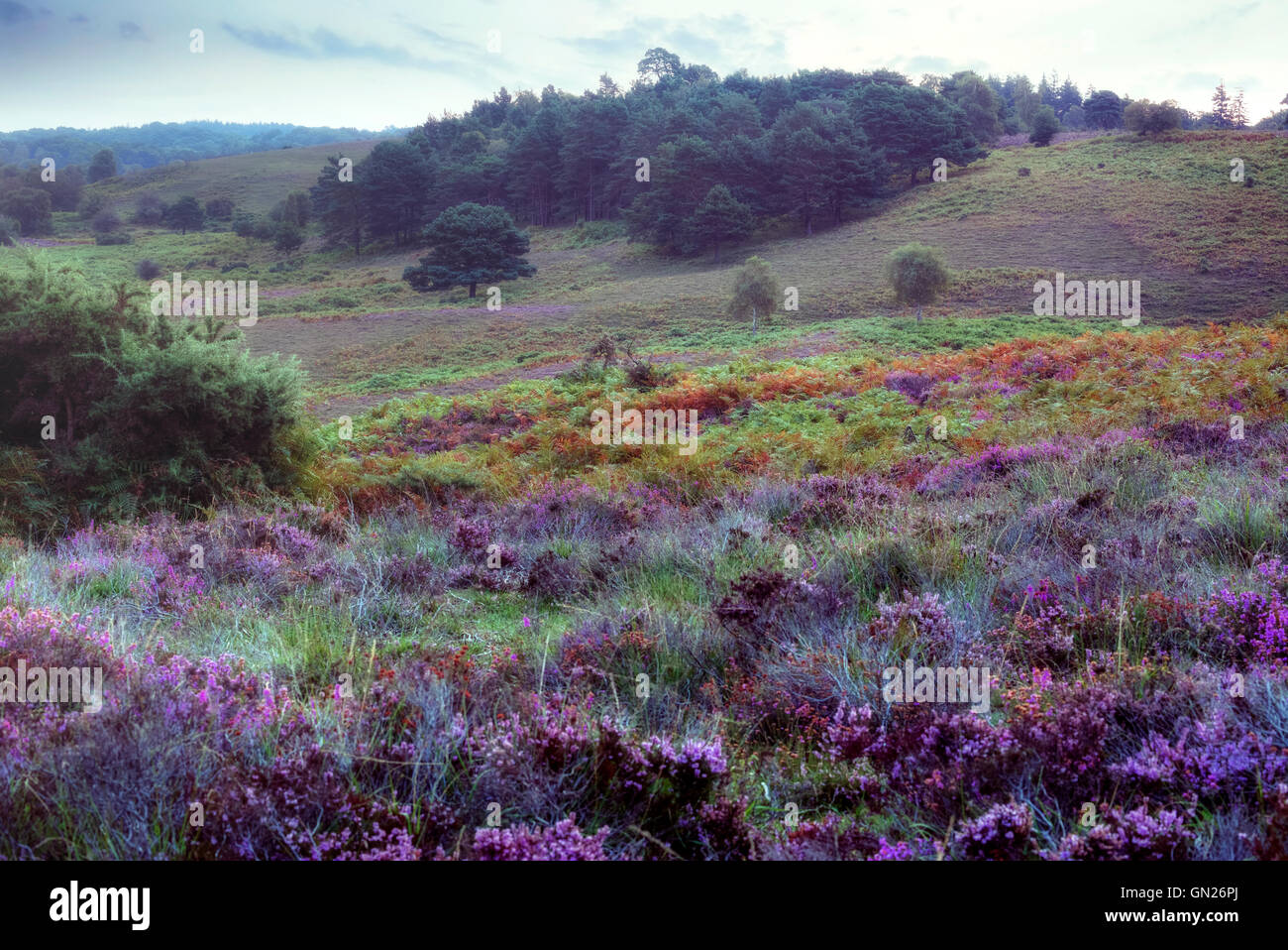 Linwood new forest hi-res stock photography and images - Alamy