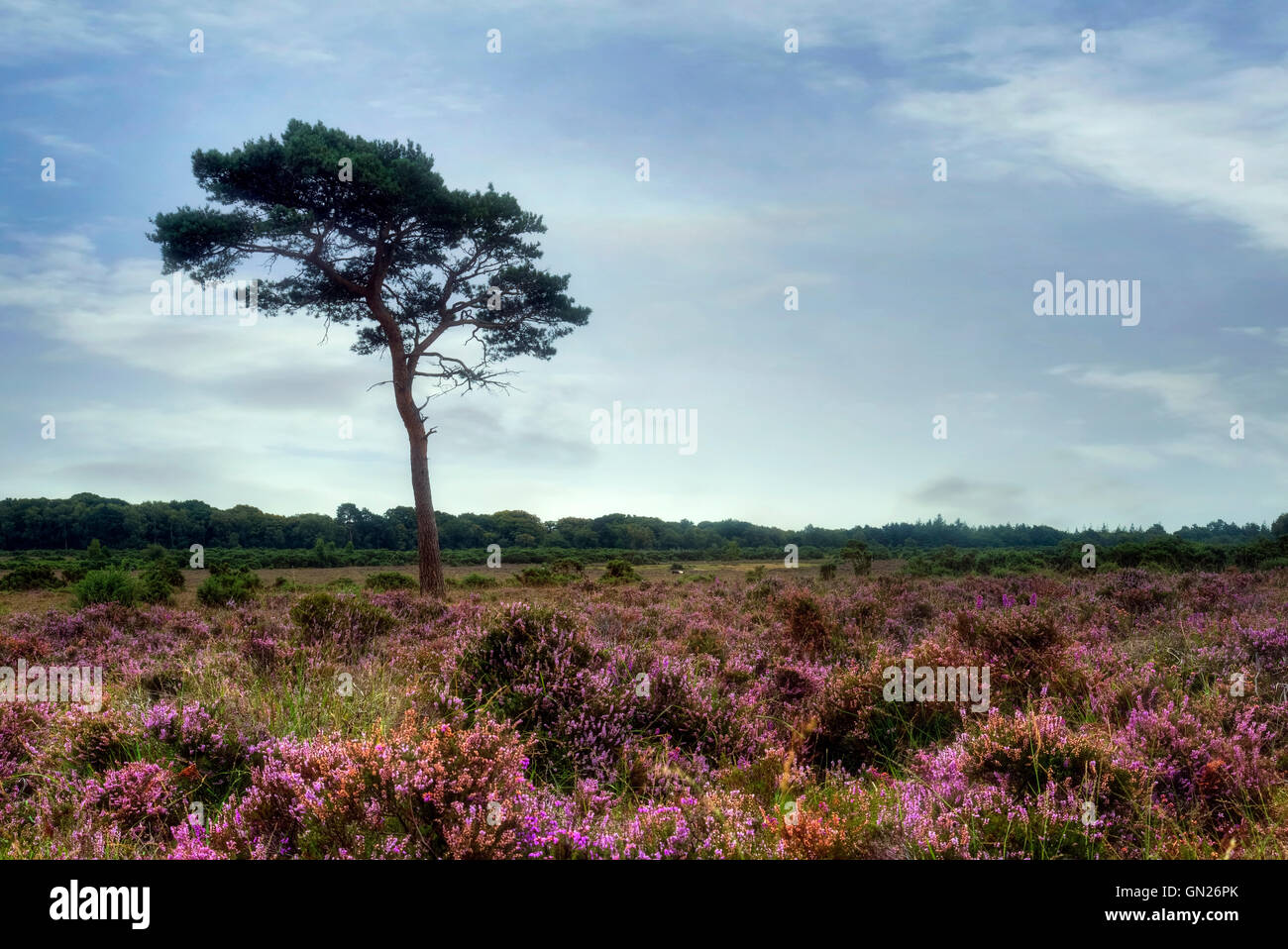 Linwood hi-res stock photography and images - Alamy