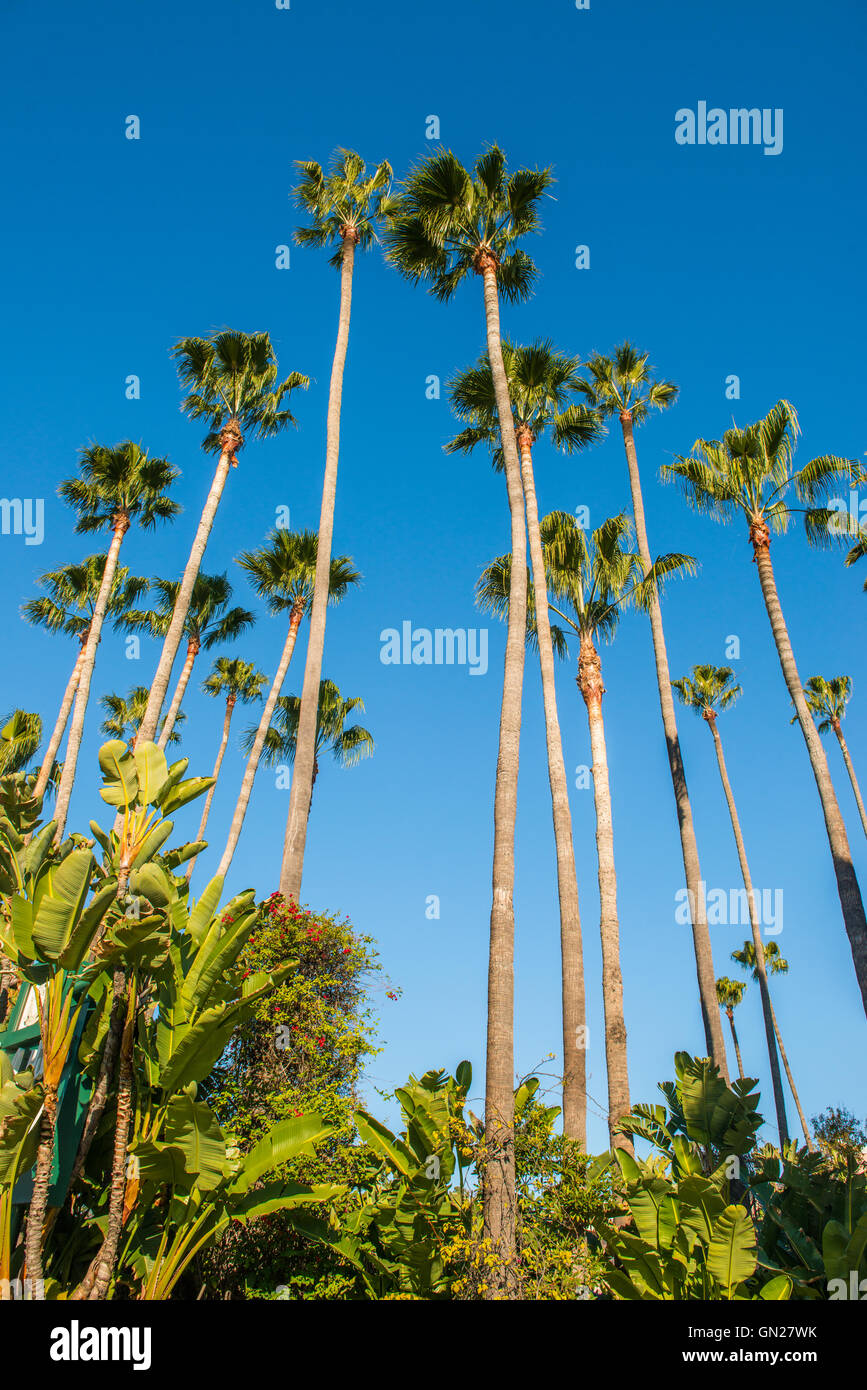California palm trees Stock Photo - Alamy