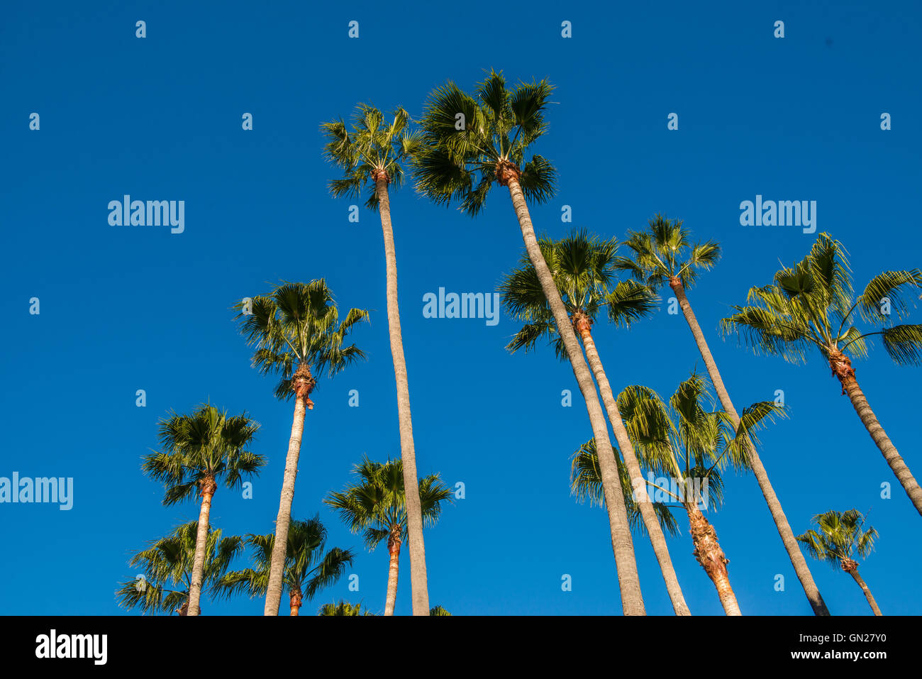 California palm trees Stock Photo - Alamy