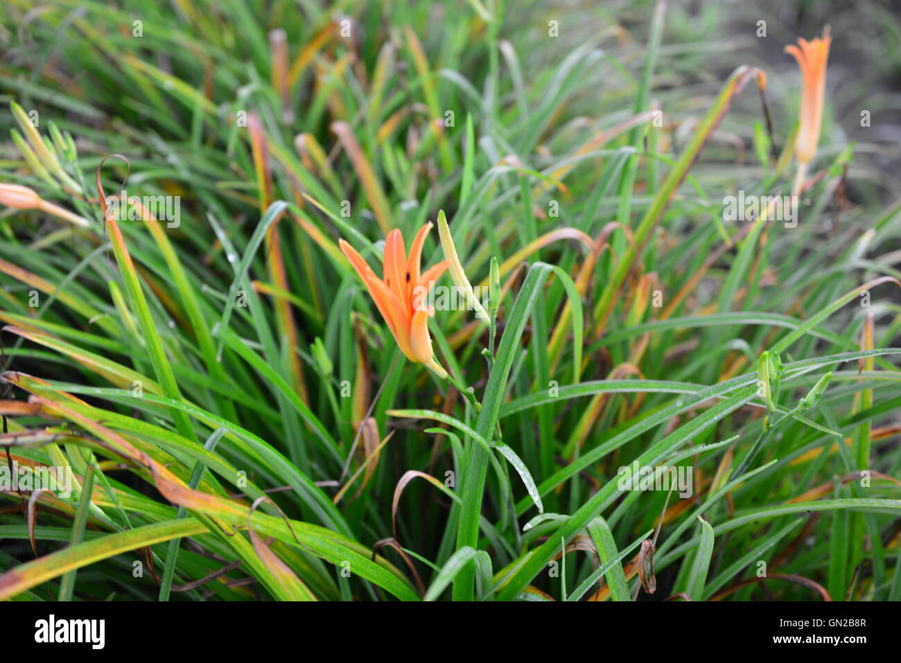 Let's take a walk Stock Photo - Alamy