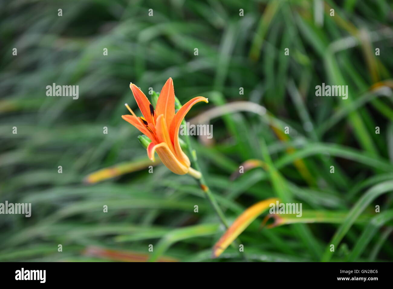 Let's take a walk Stock Photo - Alamy