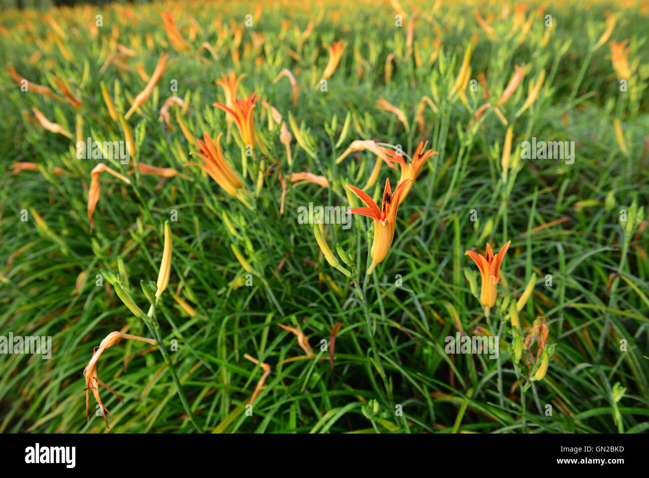 Let's take a walk Stock Photo - Alamy