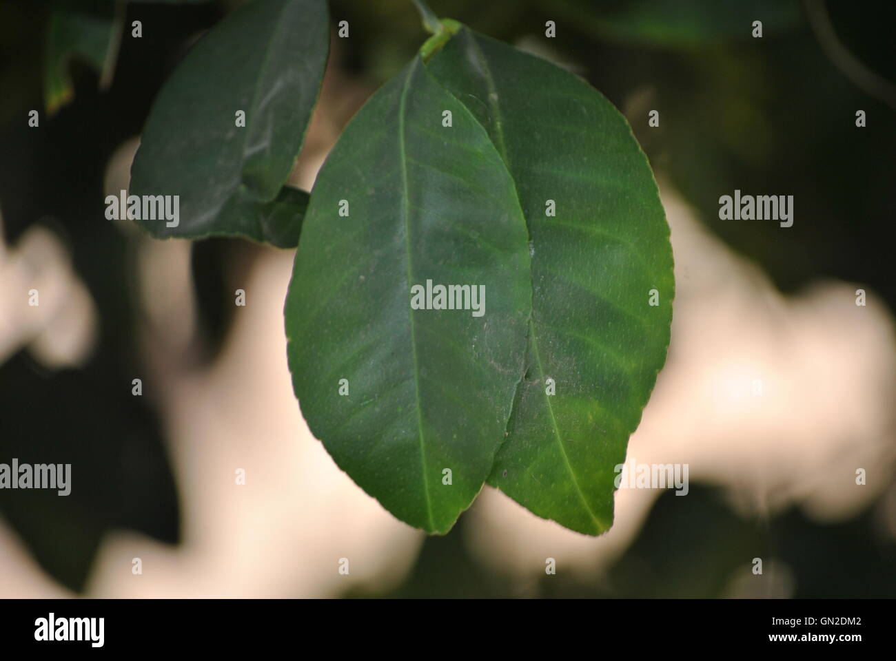 Lemon Leaf Information