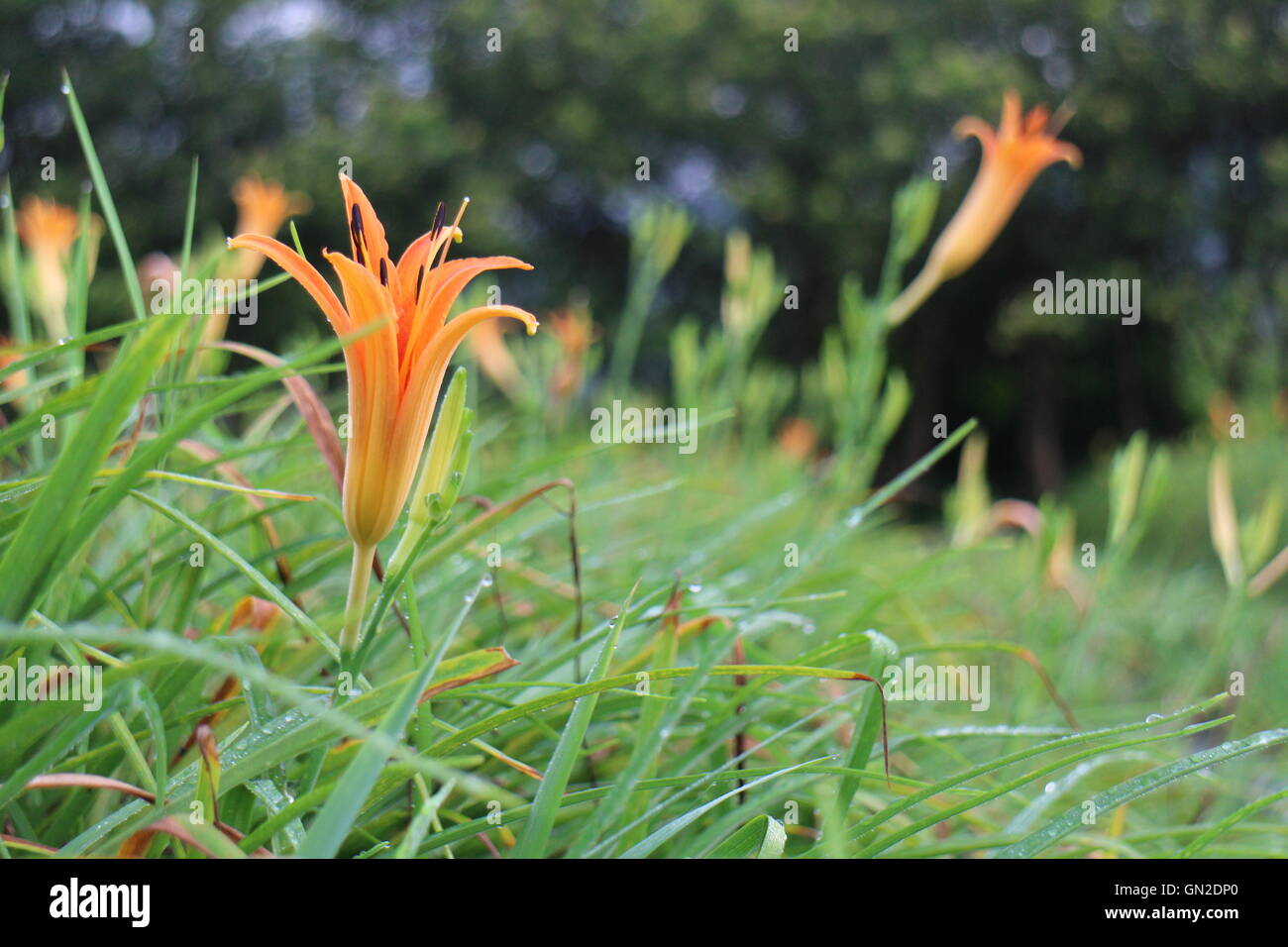 Let's take a walk Stock Photo - Alamy
