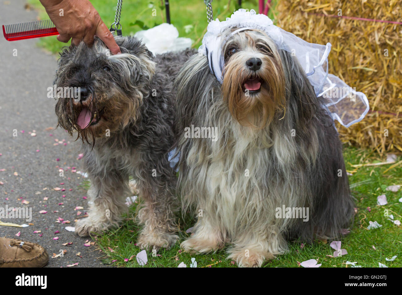 Human animal marriage High Resolution Stock Photography and Images - Alamy