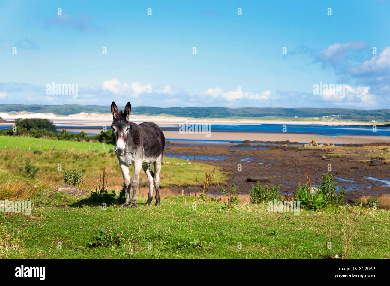 Donkey County Donegal High Resolution Stock Photography and Images - Alamy