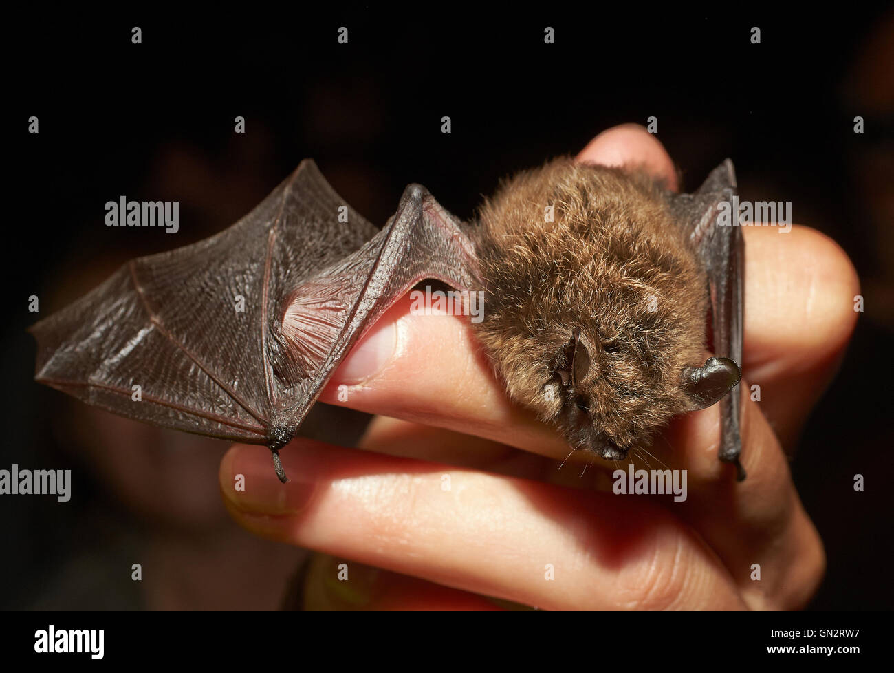 Mayen, Germany. 28th Aug, 2016. Whiskered bats are caught by employees ...