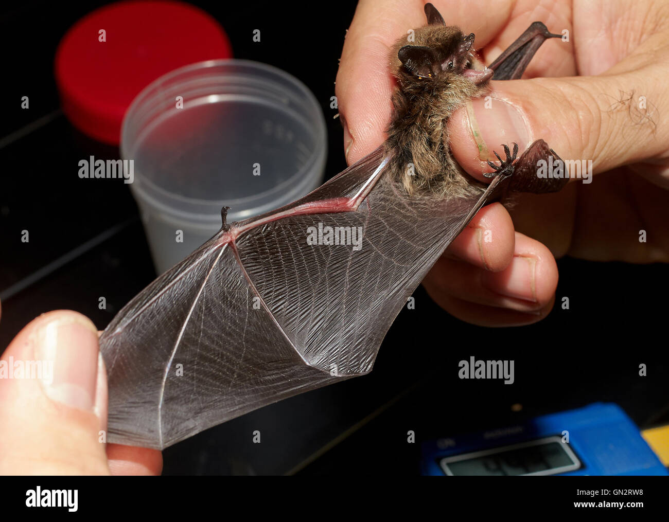 Mayen, Germany. 28th Aug, 2016. Whiskered bats are caught by employees ...