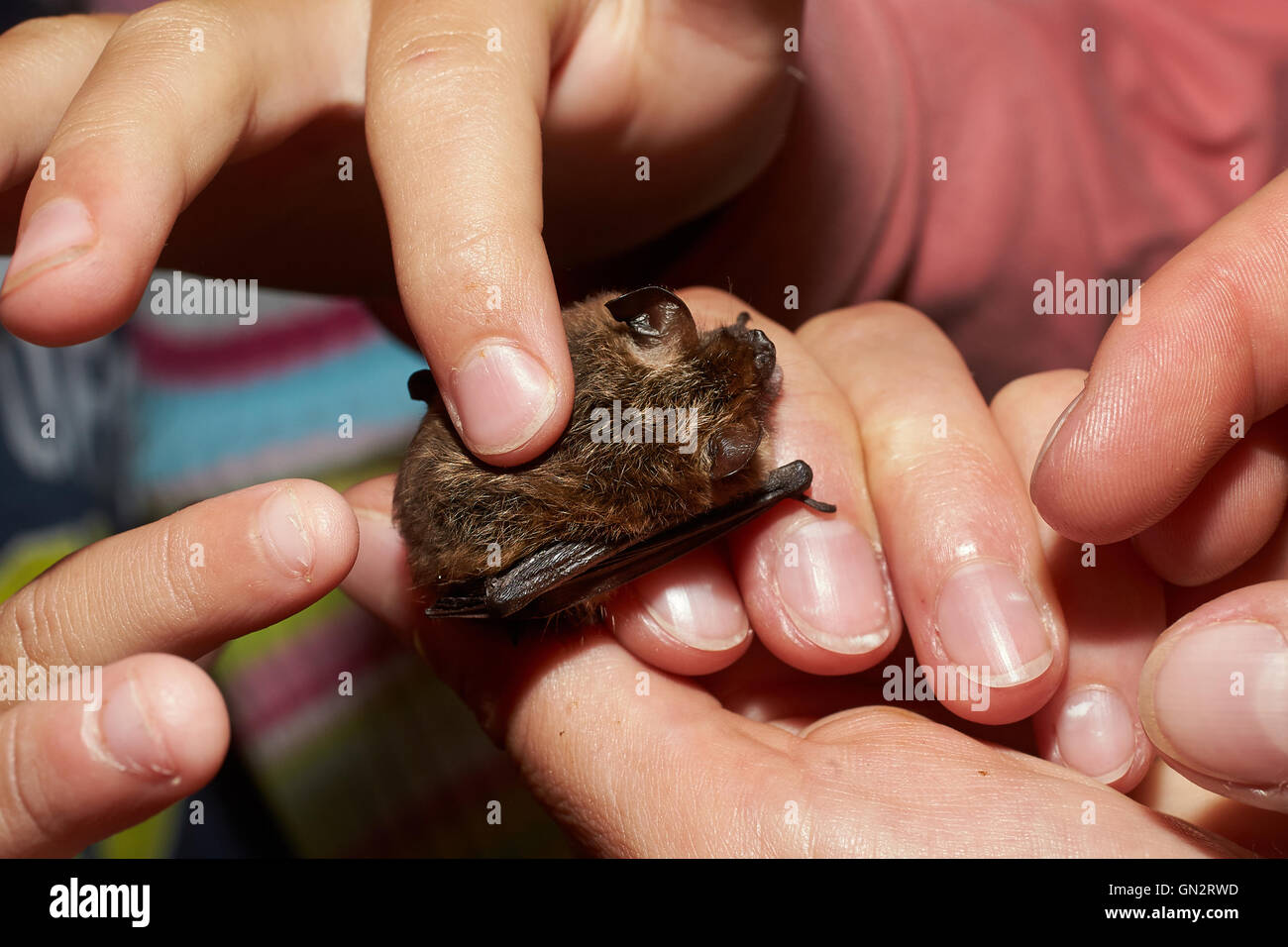 Mayen, Germany. 28th Aug, 2016. Whiskered bats are caught by employees ...