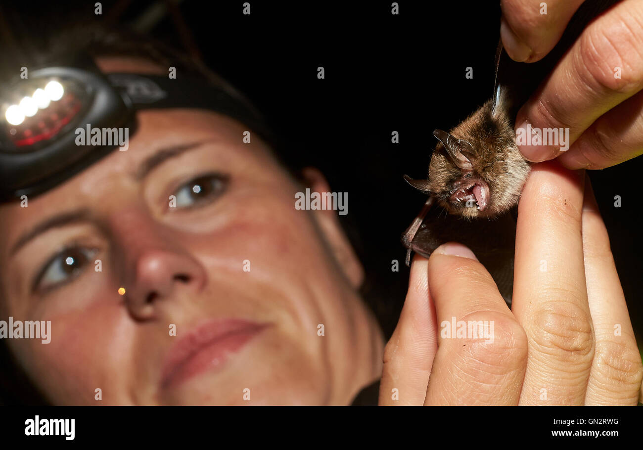 Mayen, Germany. 28th Aug, 2016. Whiskered bats are caught by employees ...